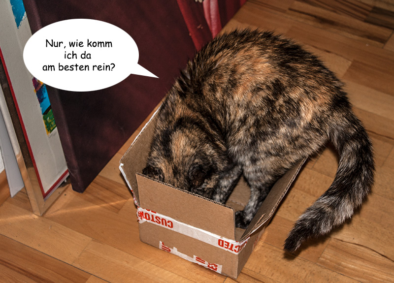 Neuer Karton - Die kunterbuntekatzenseite
